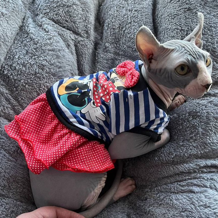 Канадский сфинкс котёнок