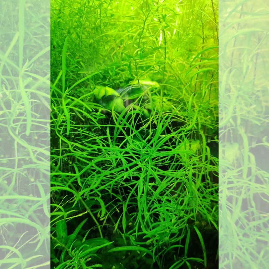 Аквариумные растения. Погостемон октопус, анубиас