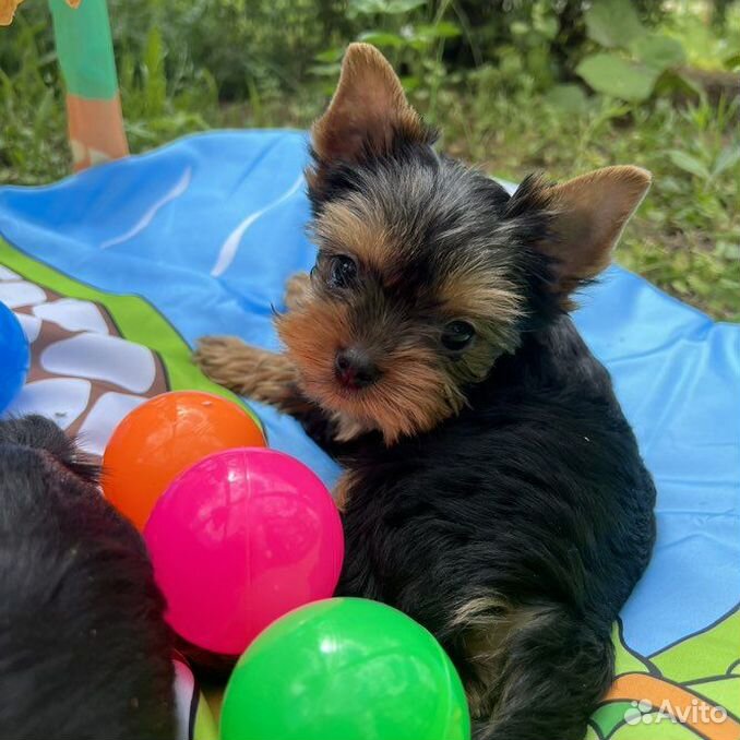 Щенок йоркширского терьера мальчик мини Оливер