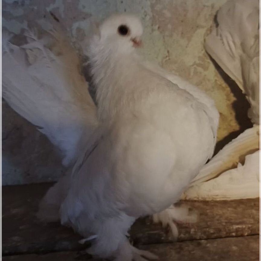 Статные голуби