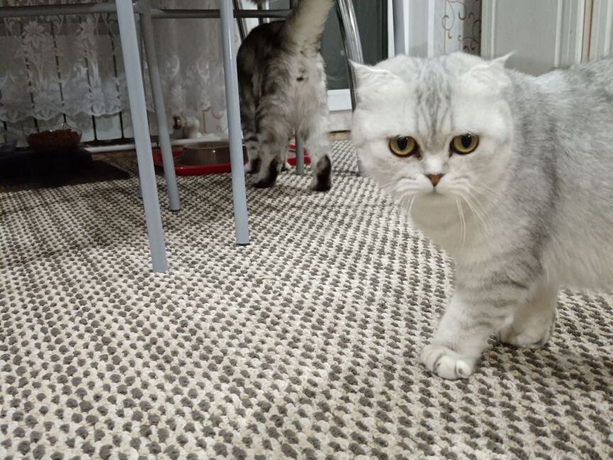 Шатланские вислоухие котята