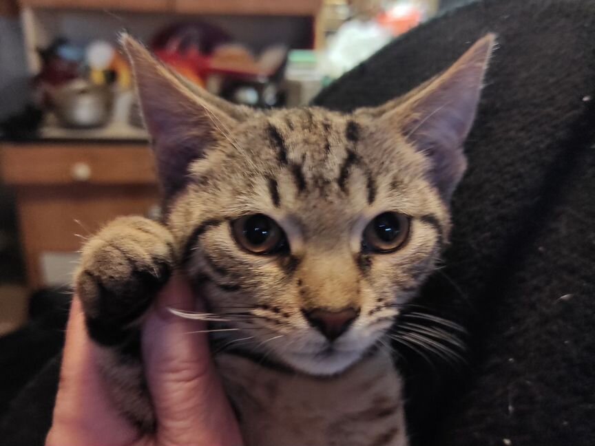 Полосатый котенок