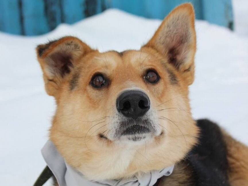 Орфей