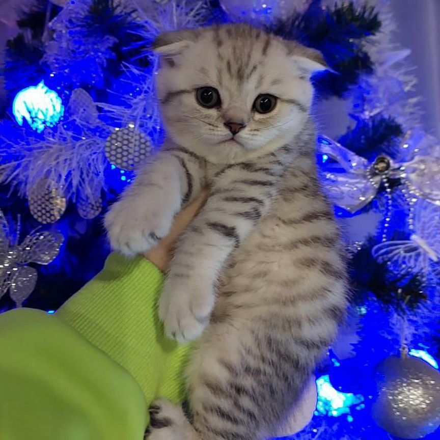 Шотландские малыши