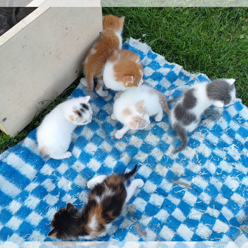 Котята В добрые руки