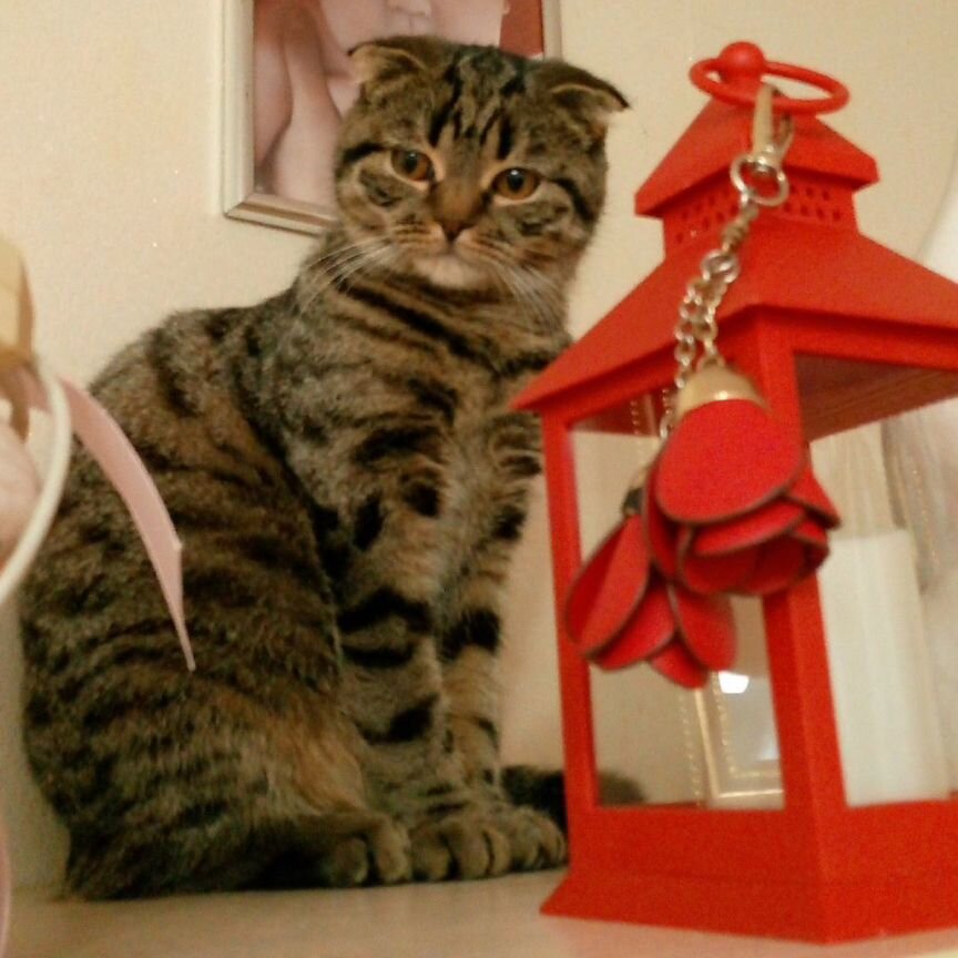 Отдам кота