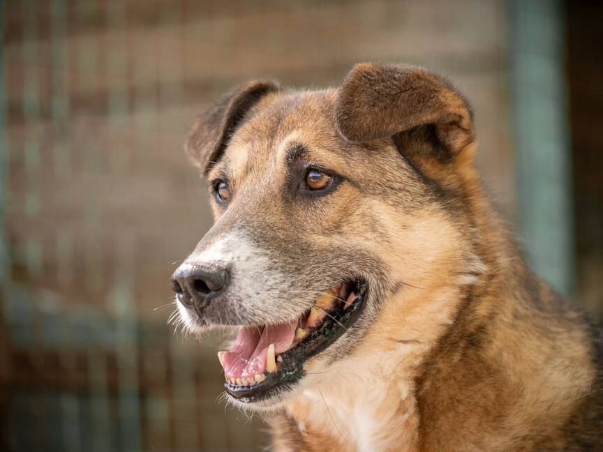 Приютский пёс Раджа