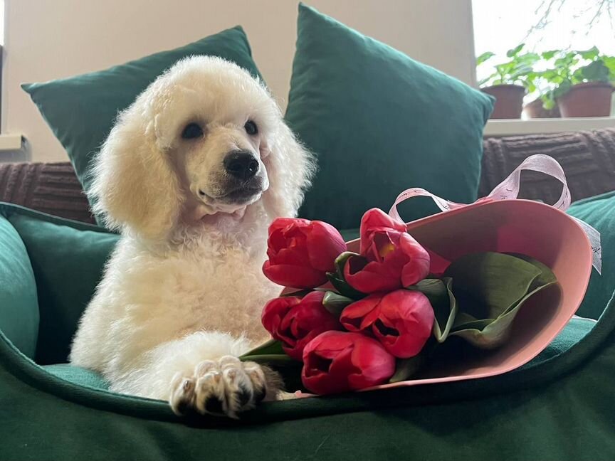 Королевский пудель