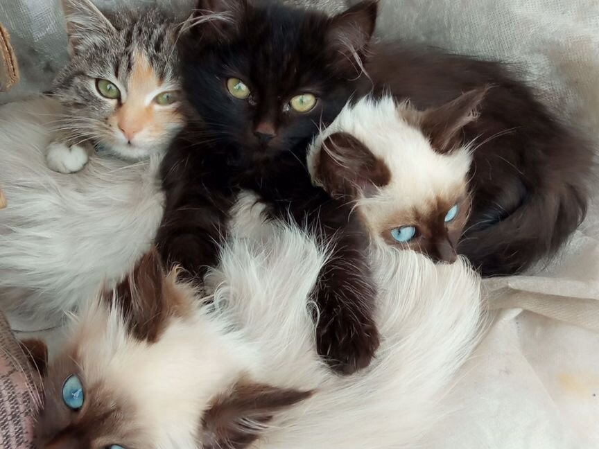 Кошки в добрые руки бесплатно