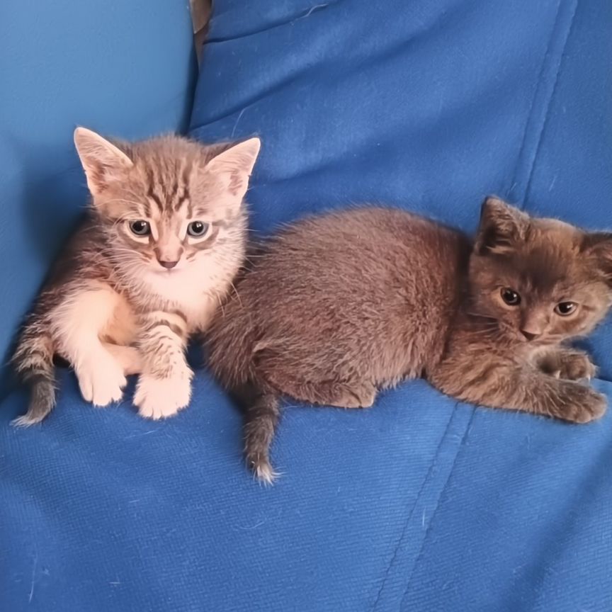 Уральский рекс котёнок