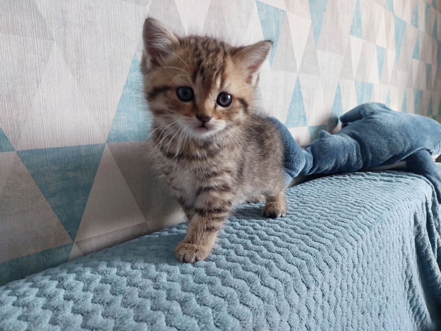 Шотландские котята