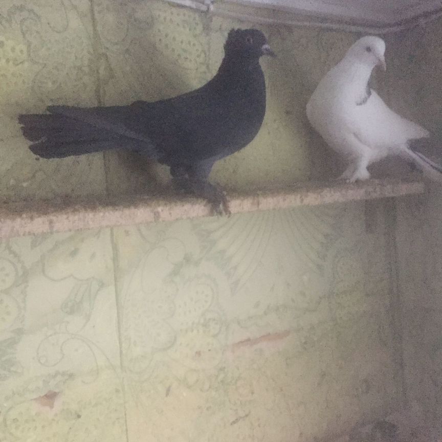 Бакинские голуби