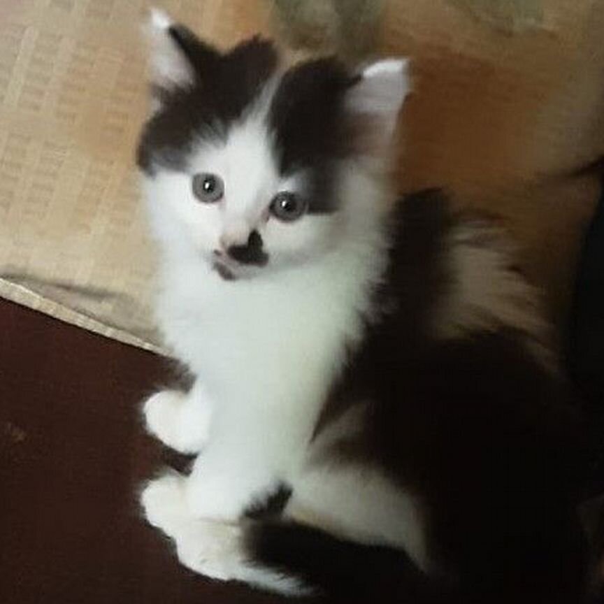 Отдам котят в добрые руки