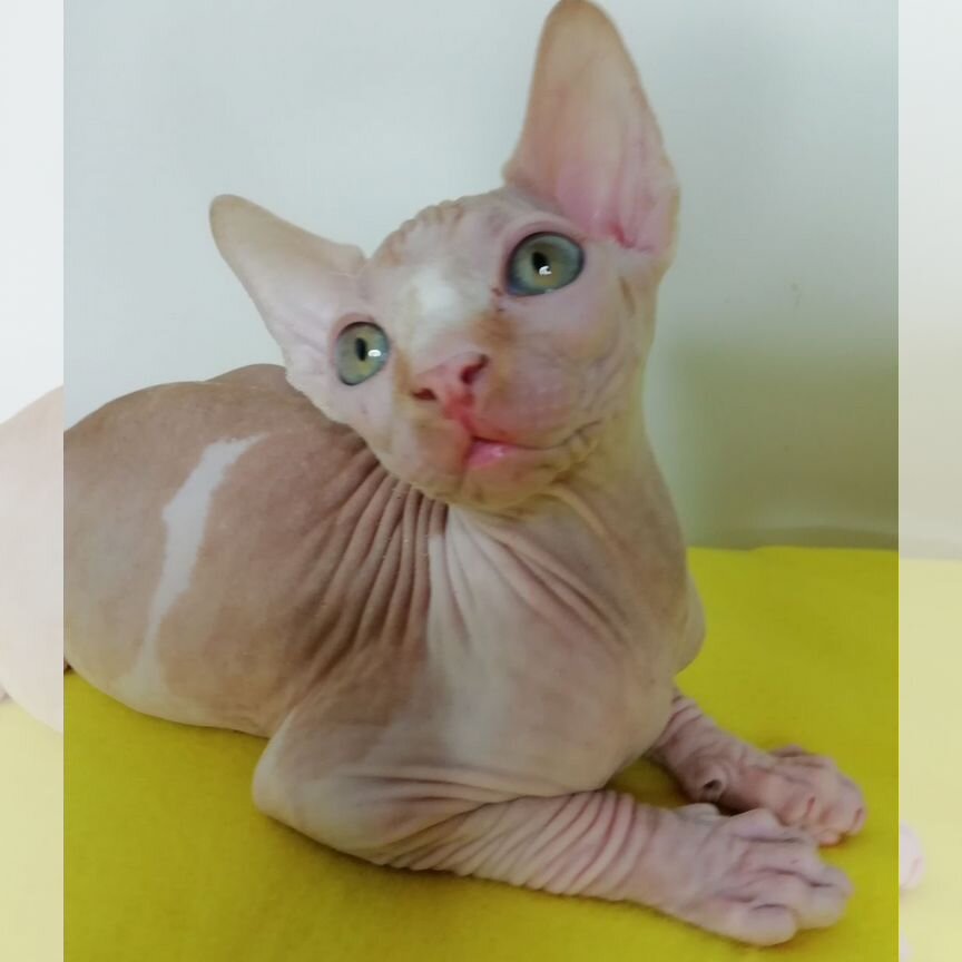 Котята породистые