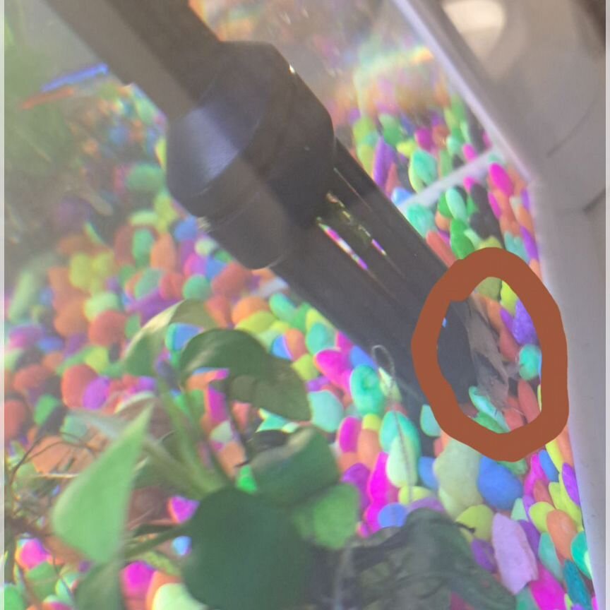 Аквариумные рыбки