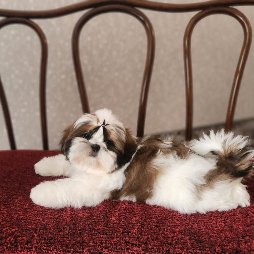 Ши-тцу, щенок