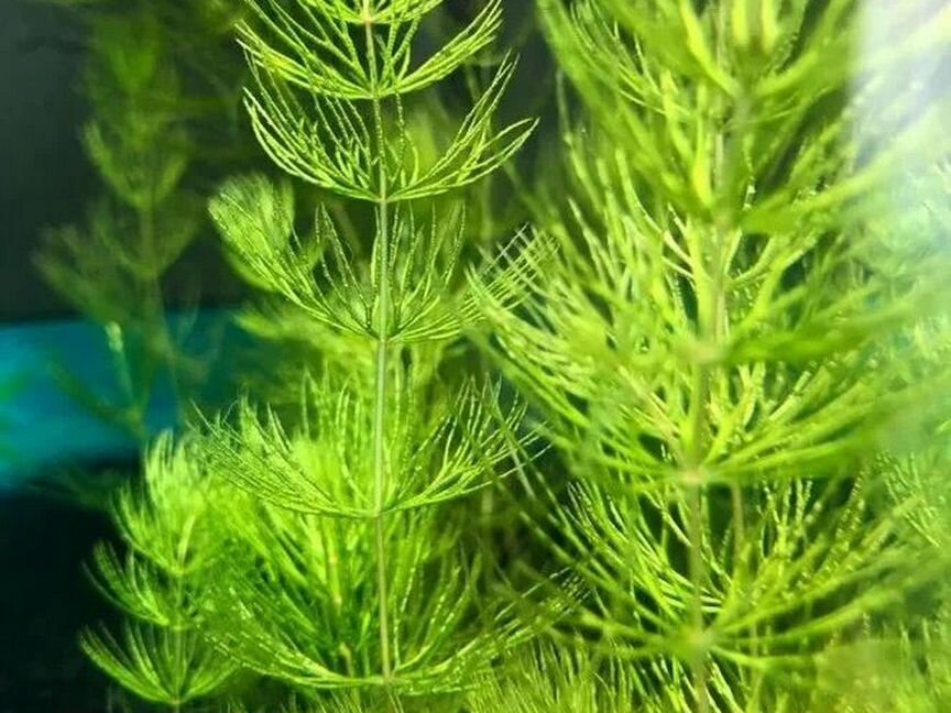 Аквариумные растения. Прополка