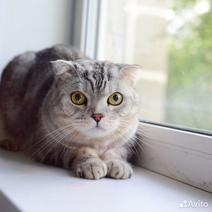 Котик мраморный окрас