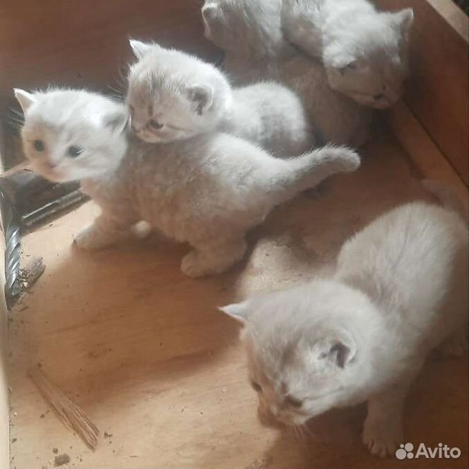 Британские пушистики