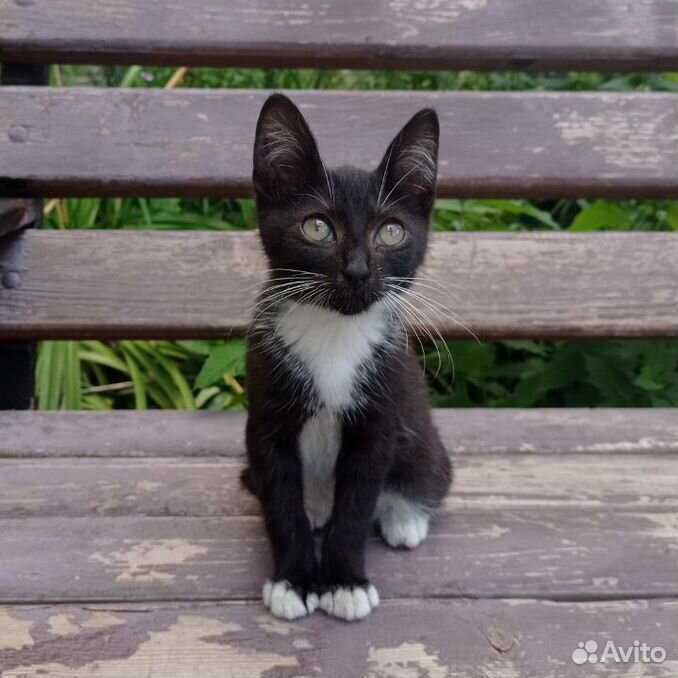 Отдам котенка бесплатно в хорошие руки. Котёнок