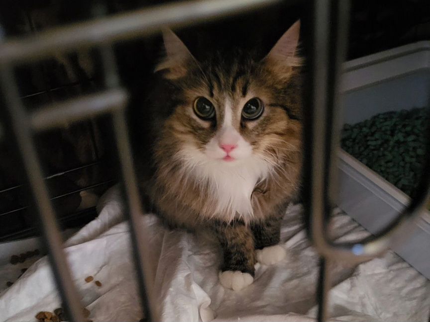 Мальвина в поиске дома