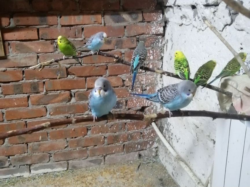 Волнистый попугай