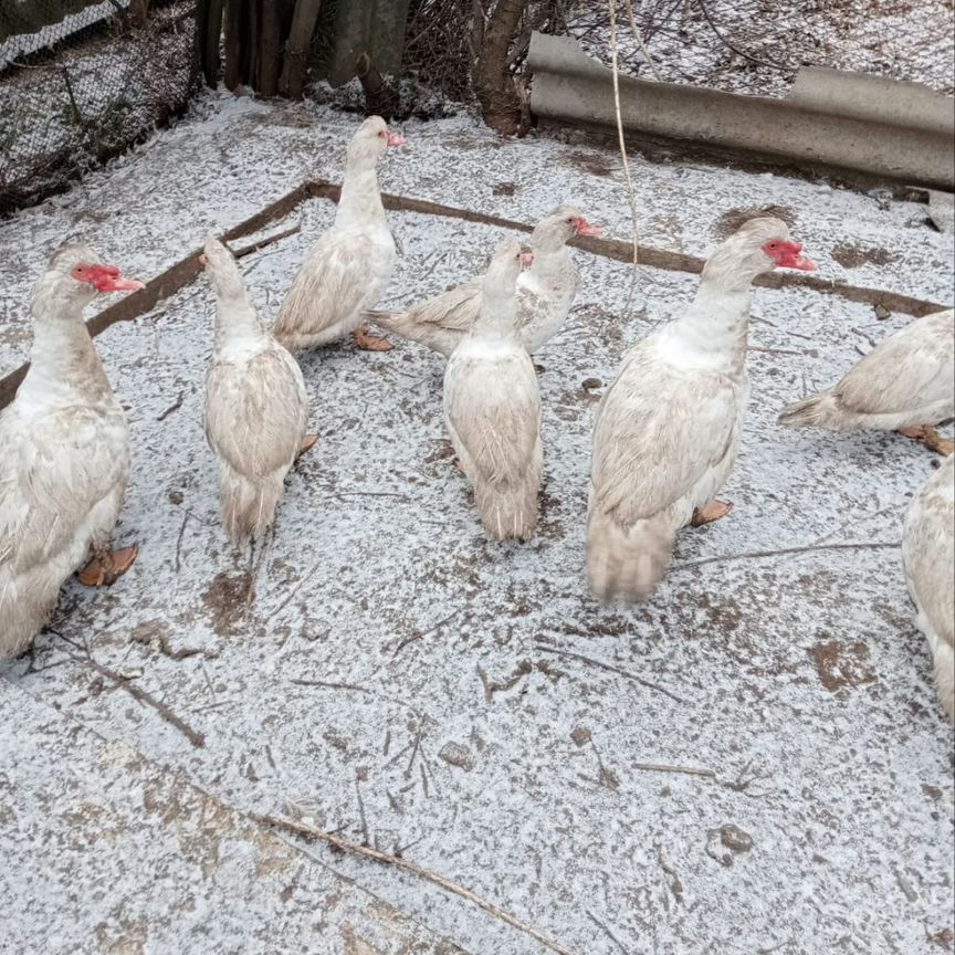 Мускусные утки