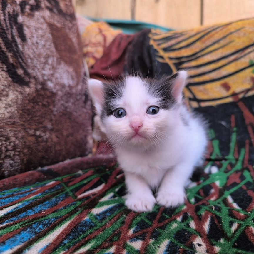 Котеночек черно-белый