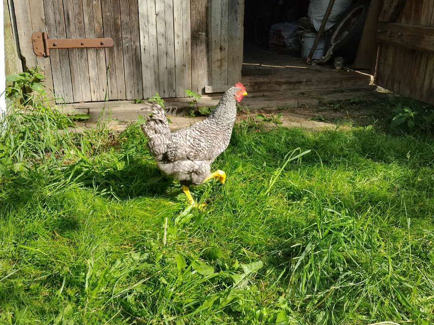 Петухи плимутрок