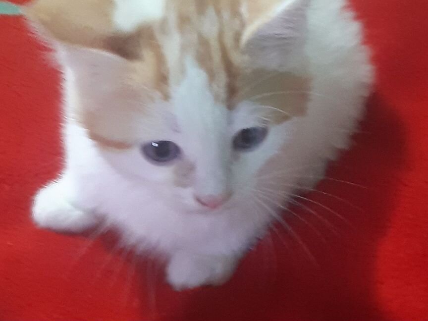 Милашки котятки в дар