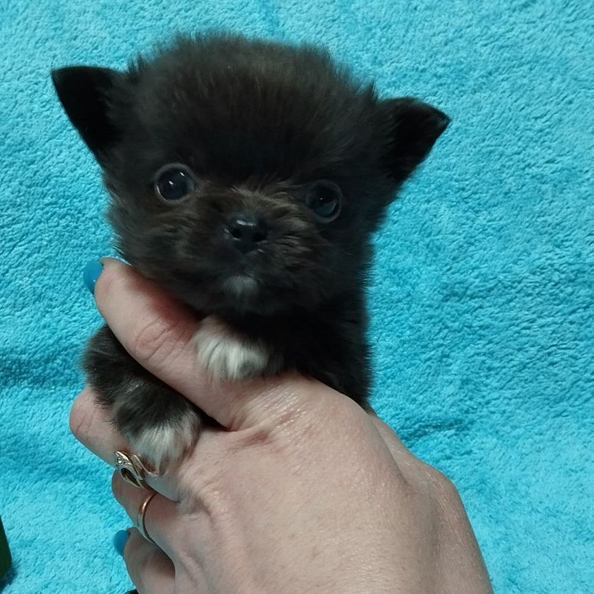 Щенки чихуахуа