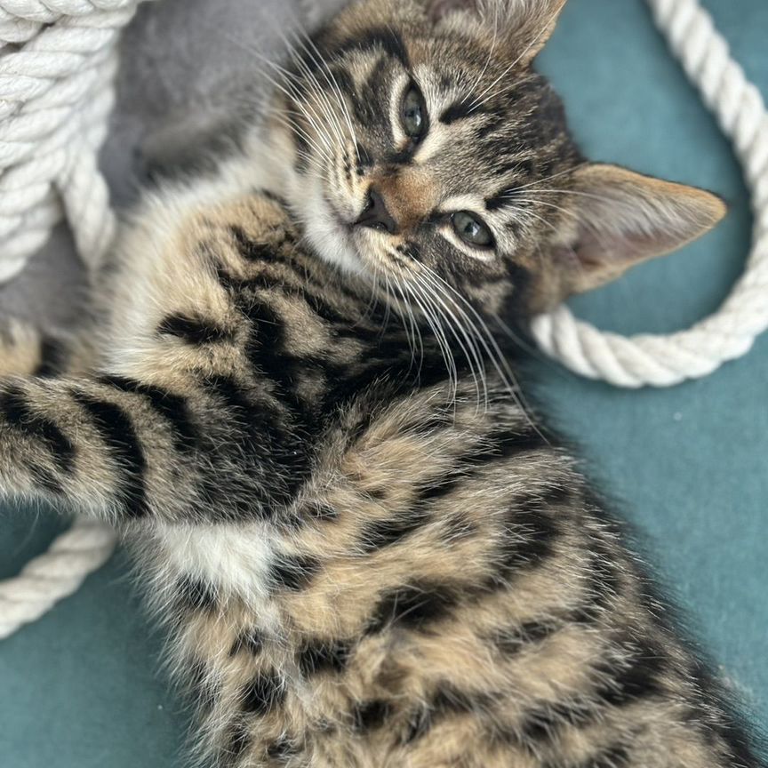 Котенок девочка