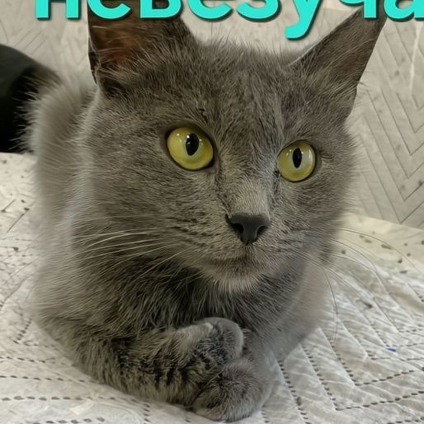 Взрослая кошка в добрые руки