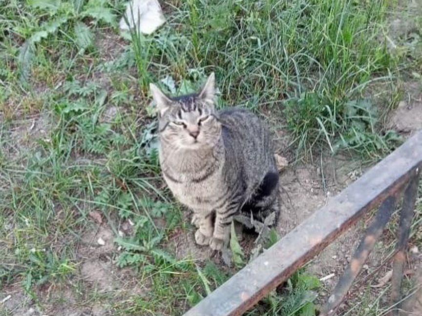 Помогите спасти - котик в добрые руки