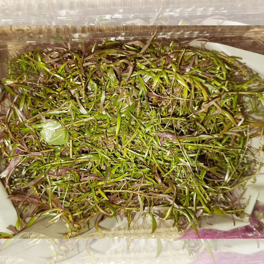 Аквариумная прополка