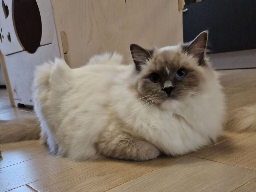 Рэгдолл девочка