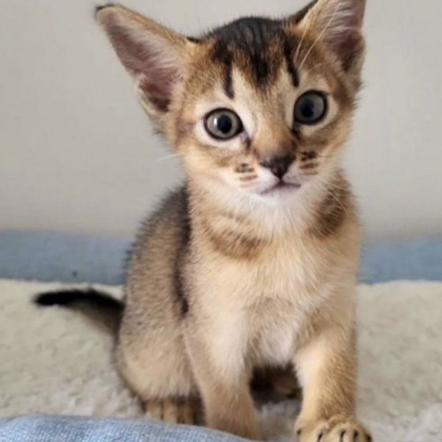 Котята