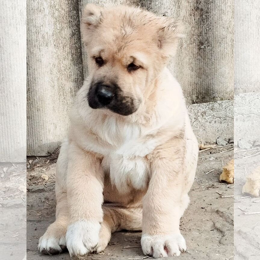 Кобель алабая