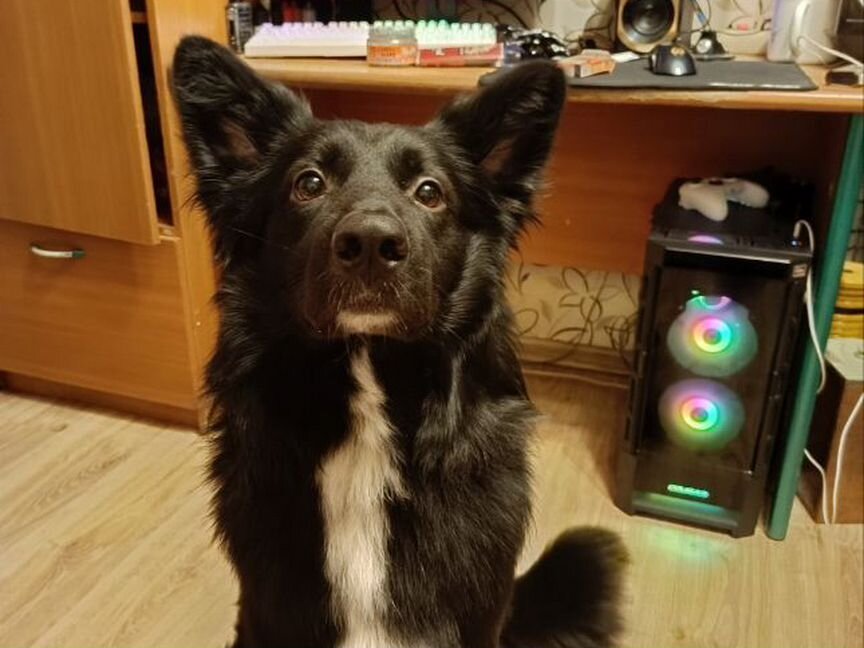 Отдам в добрые руки собаку