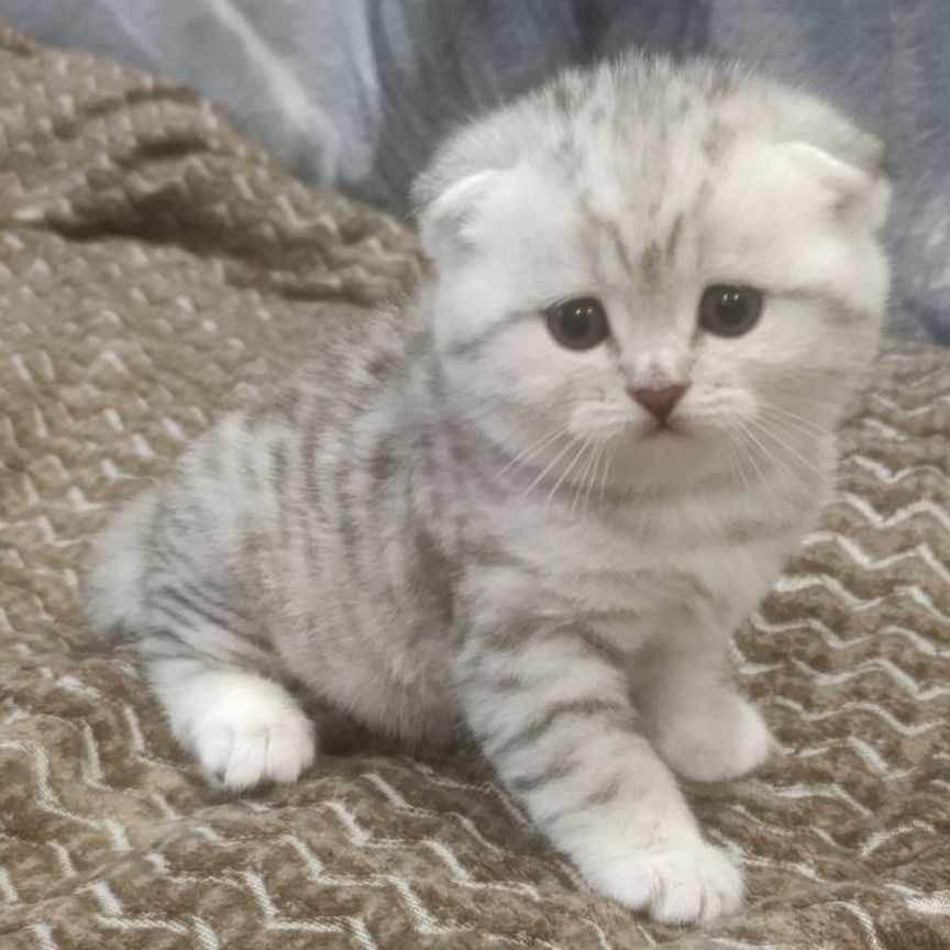 Шотландский вислоухий короткошёрстный котёнок