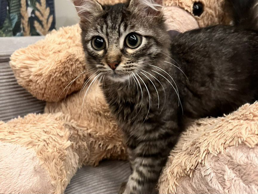 Котенок котята