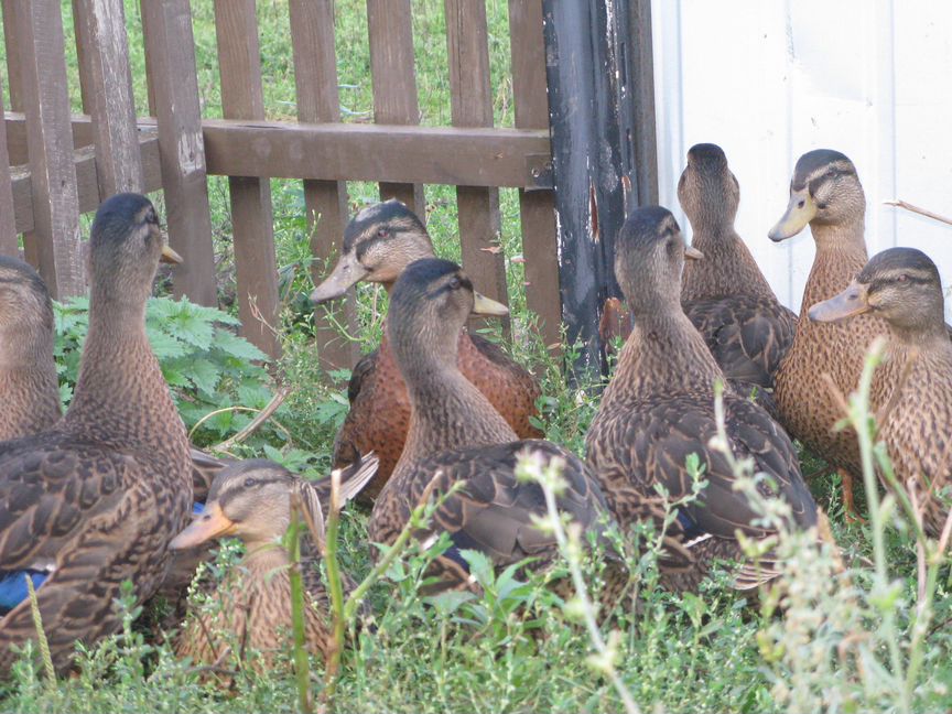 Подсадные утки