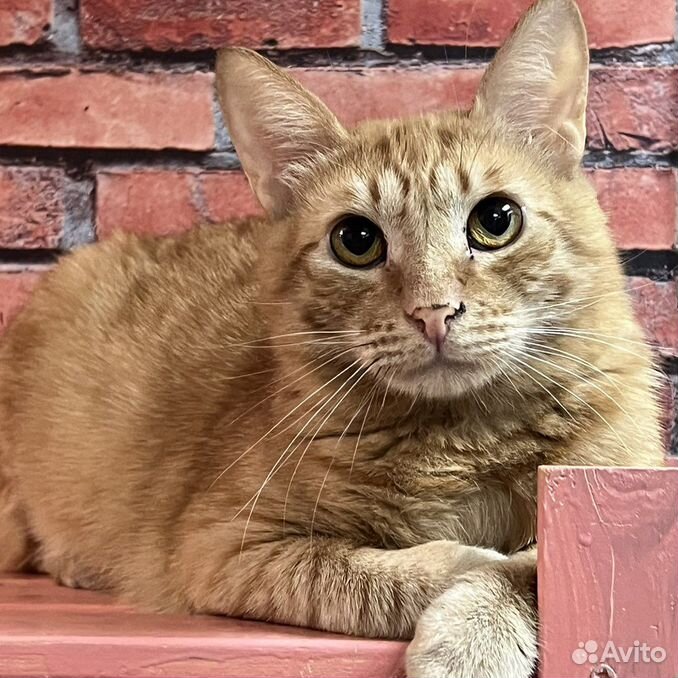 Солнечный котик Алекс 2 года ищет дом
