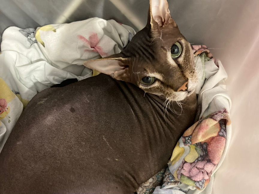 Донской сфинкс