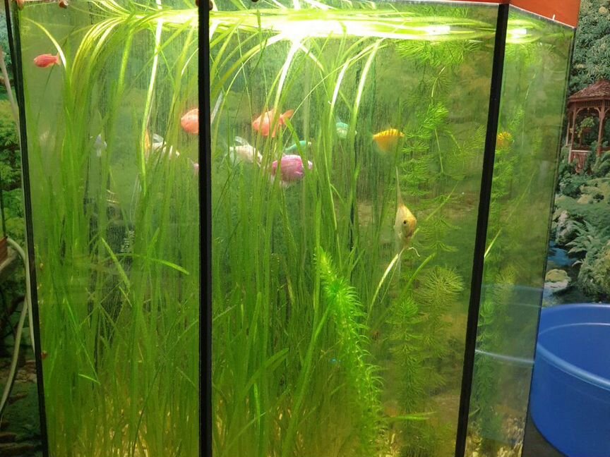 Аквариум 8 граней