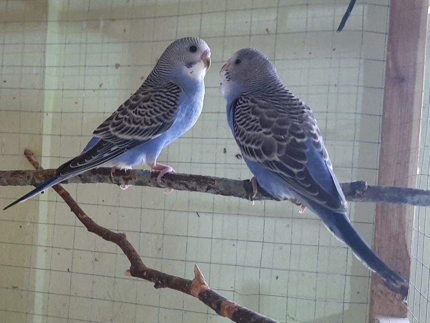 Птенцы волнистый попугай