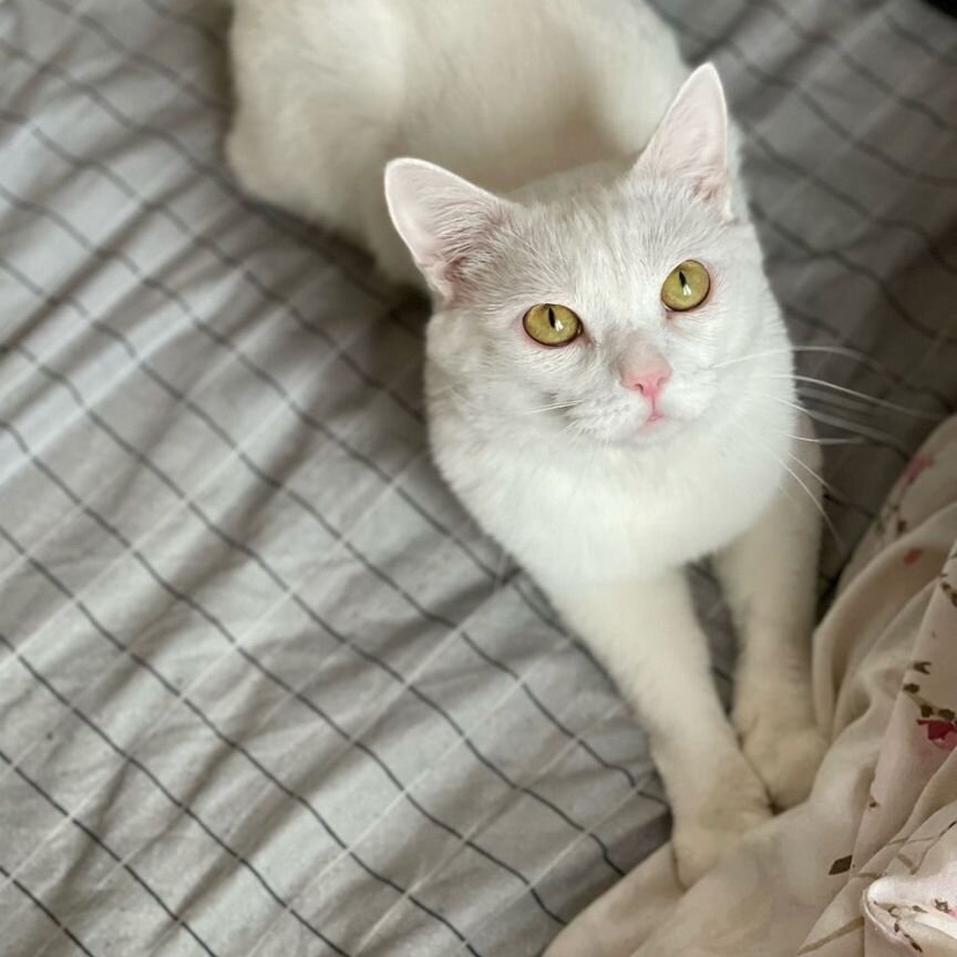 Котёнок от частного владельца