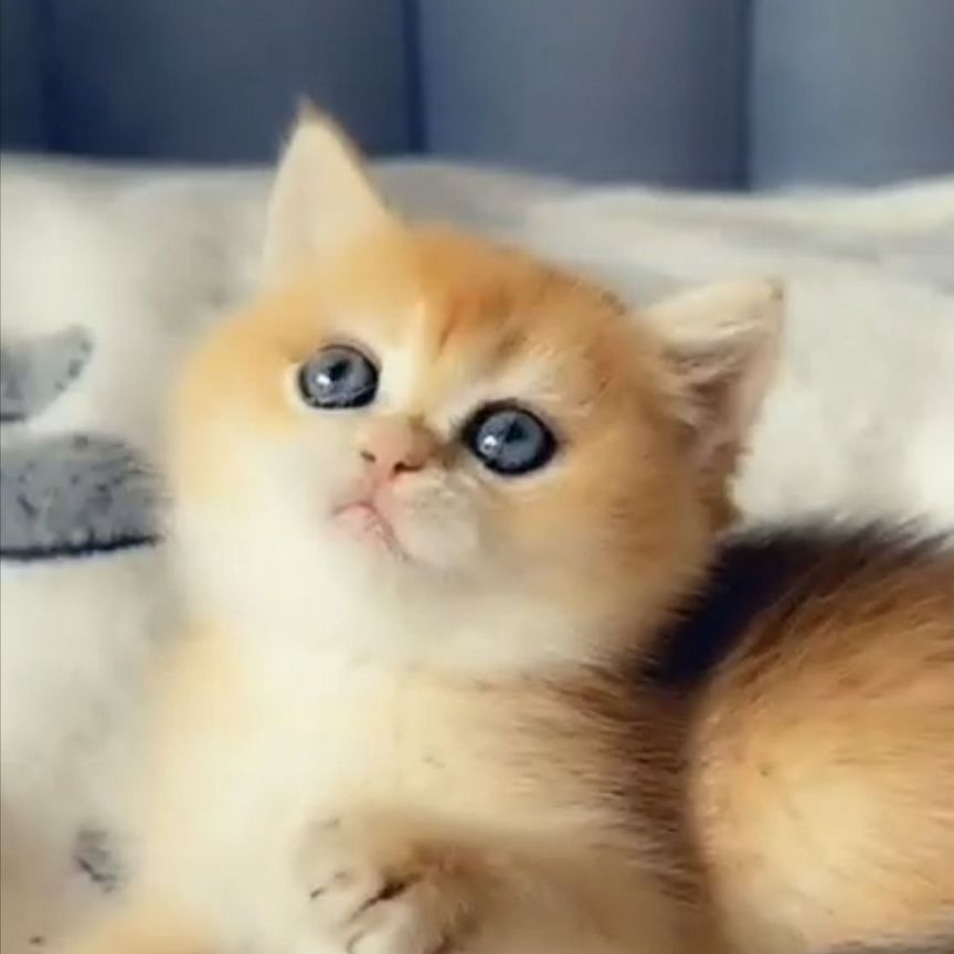 Шотландские вислоухие котята