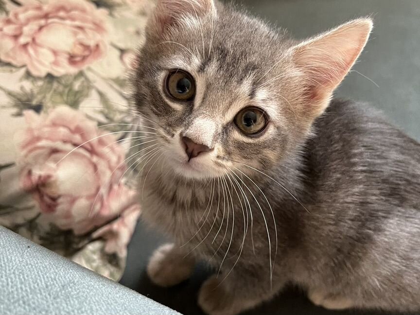 Отдам в добрые руки