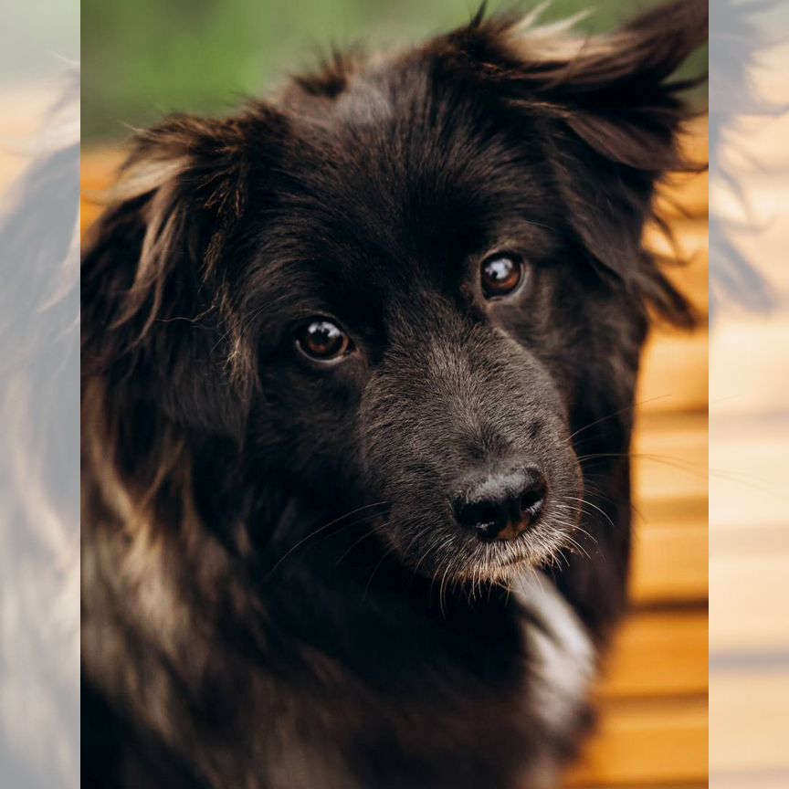 Взрослая собака в добрые руки